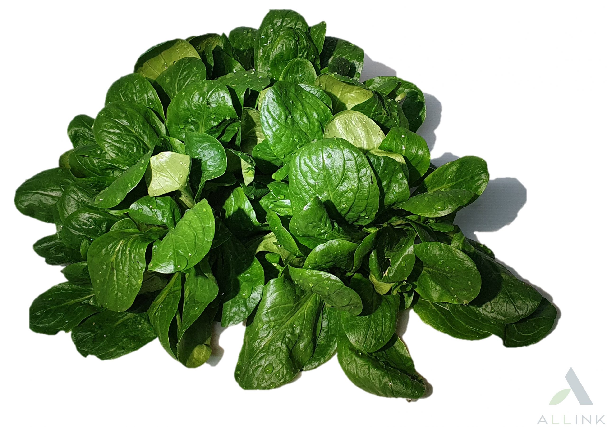 Mâche - 100gr - ALLINK